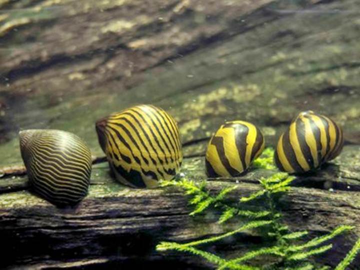 6 keong penghias aquascape ~ Aquascape Batang