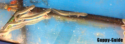 Guppy-Guide: A New Fish at Walmart