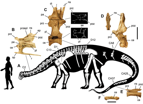 Extinct Animal of the Week: Changing the Face of Nigersaurus
