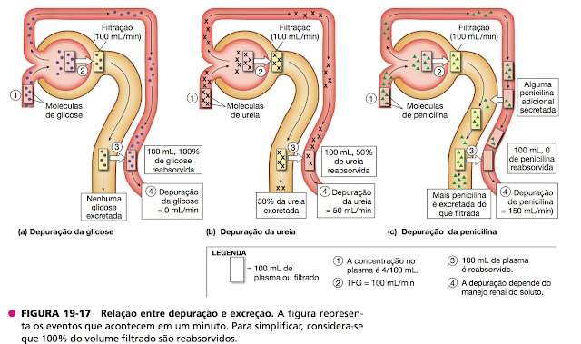Relação entre depuração e excreção