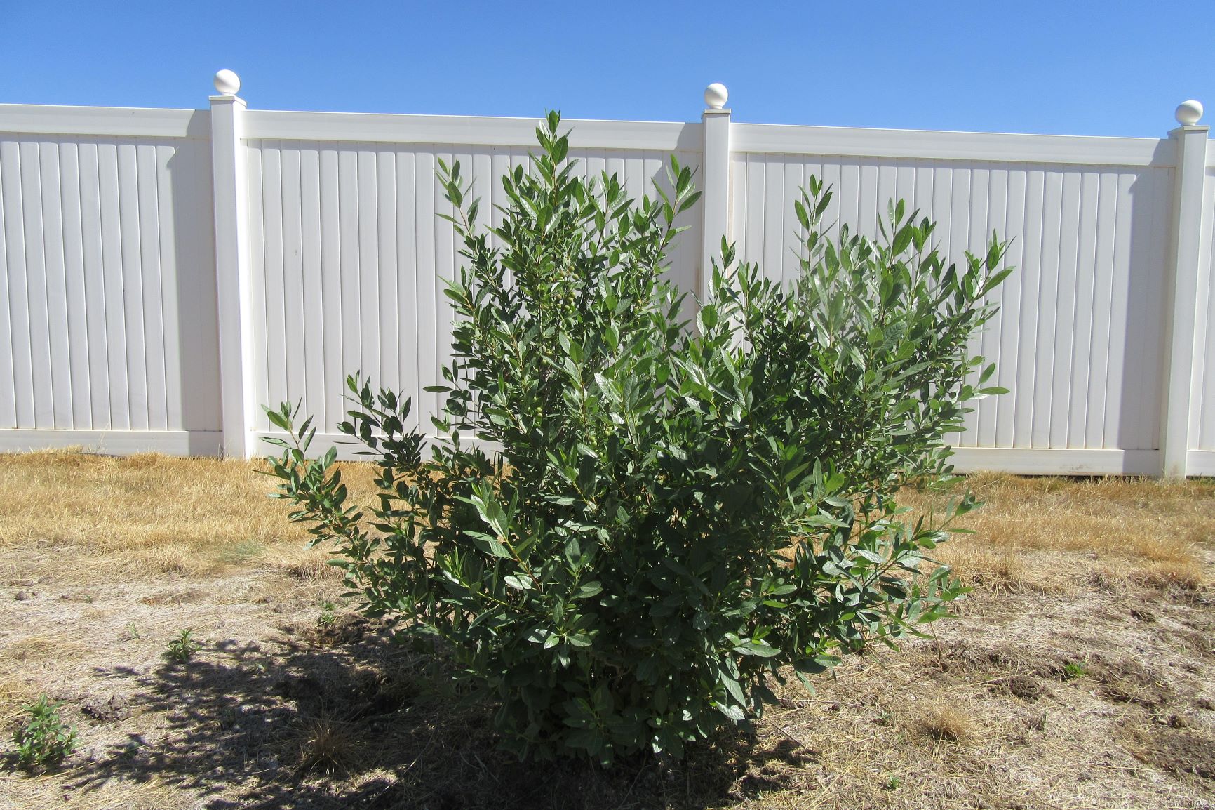 Mother Nature's Montrose Garden: Plant of the Month (July) : Western ...