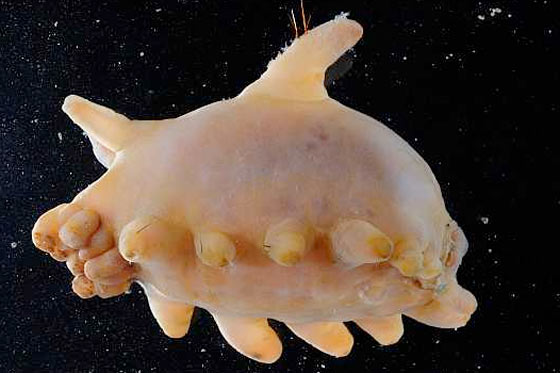 El mundo animal y la naturaleza: El cerdo de mar