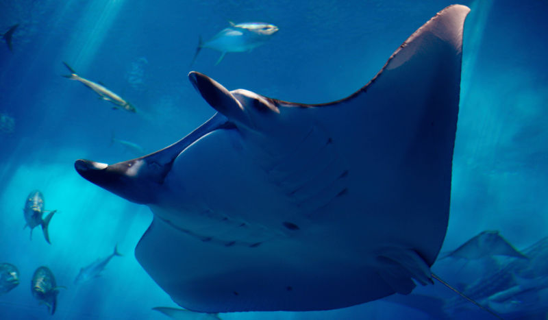 Manta Ray - scary looking harmless animals in the world