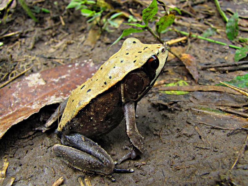 A Biodiversity Hotspot of India: Western Ghats