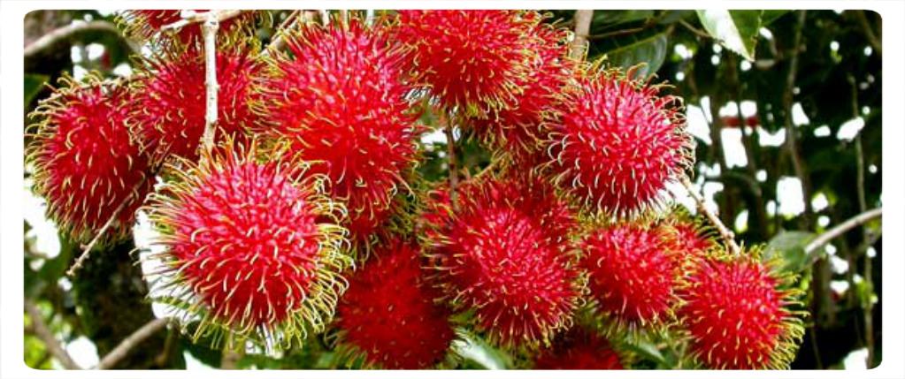 Cita Tani Nursery (NS015495-D): Benih Rambutan Gula Batu