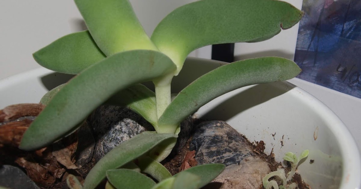 Crassula falcata oder Propeller-Dickblatt oder Sicheldickblatt - Zwei ...