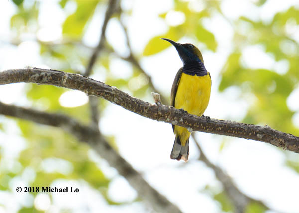 The rainforests of Borneo & Southeast Asia: Birds from Sarawak (part 3)