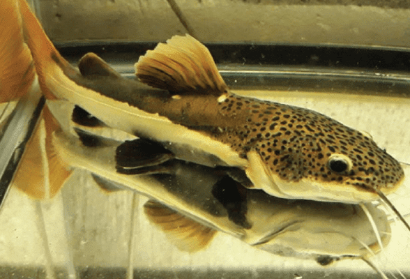 Ikan Rtc - 7 Jenis Ikan Hias Berkumis Yang Mempesona - Hewan Air Info