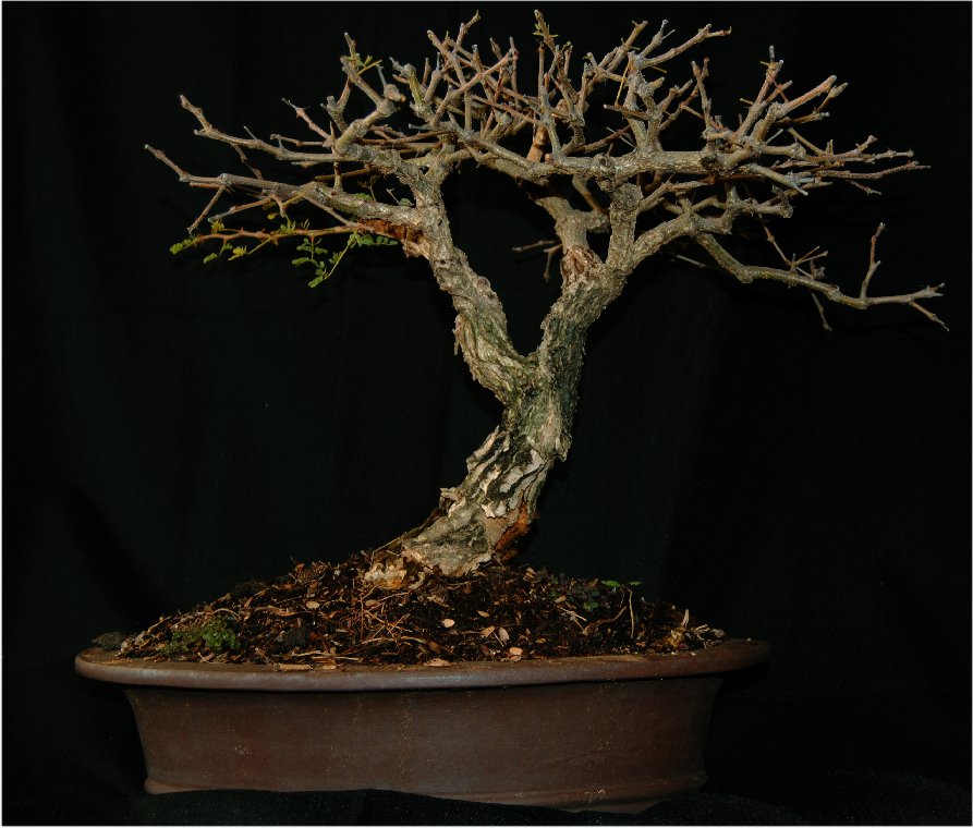 LENNARD'S BONSAI BEGINNINGS.: Acacia burkei/Black Monkey Thorn progression.