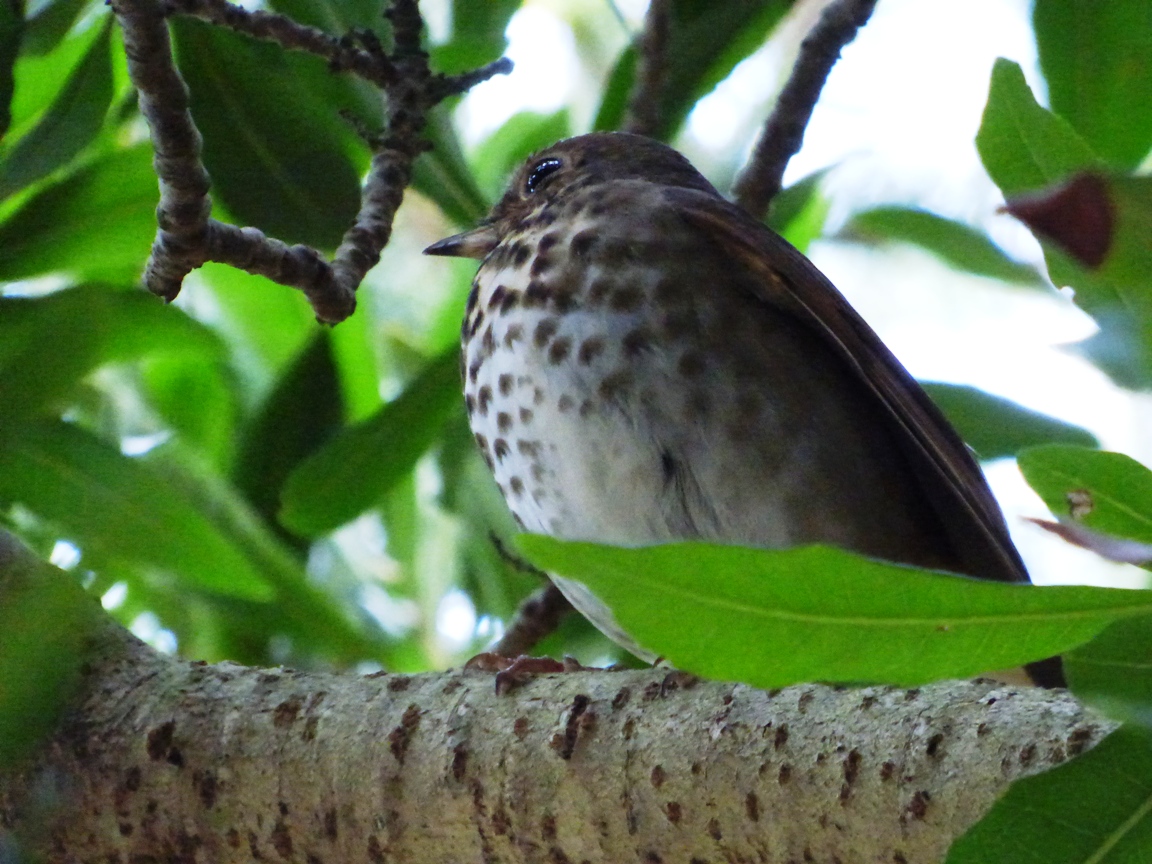 Geotripper's California Birds: Hermit Thrush at Cape Perpetua, Oregon