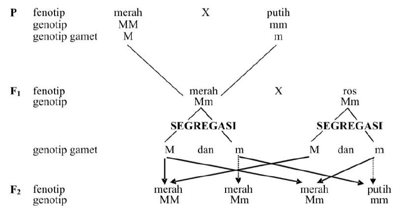 Konsep-Konsep Penting Hukum Mendel