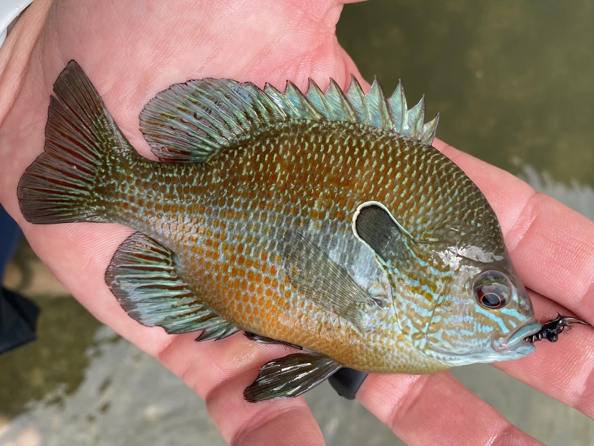 Longear Sunfish