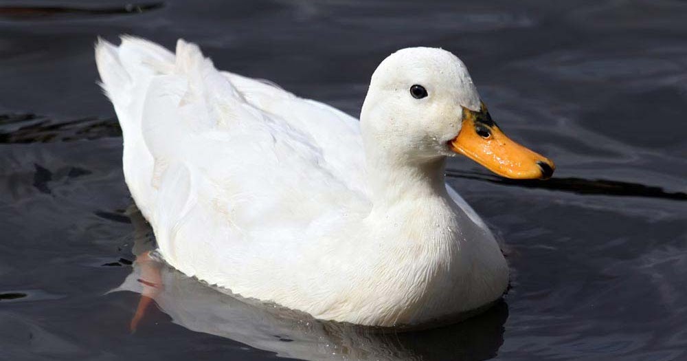 PATO - JJS PAISAGISMO & AGROPECUARIA