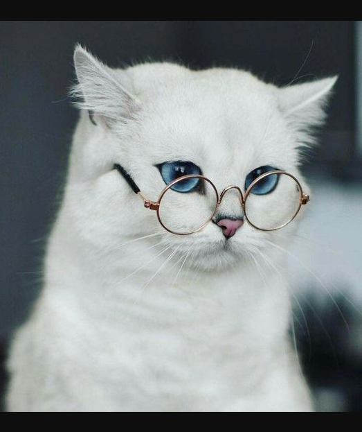 Top 25 Cats In Glasses Lovely Cat