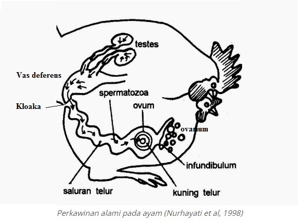 Sistem Organ Reproduksi pada Ayam Betina dan Jantan | BEYOND