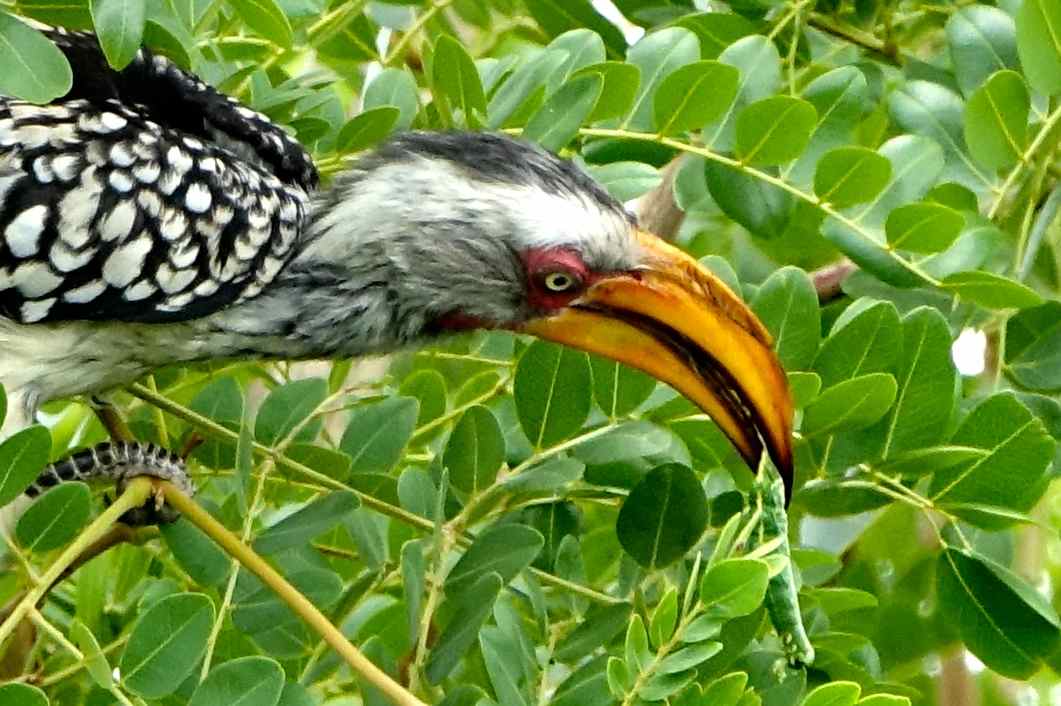 The Intrepid Tourist ZIMBABWE Birds Of Hwange National Park Guest the-intrepid-tourist-zimbabwe-birds-of-hwange-national-park-guest