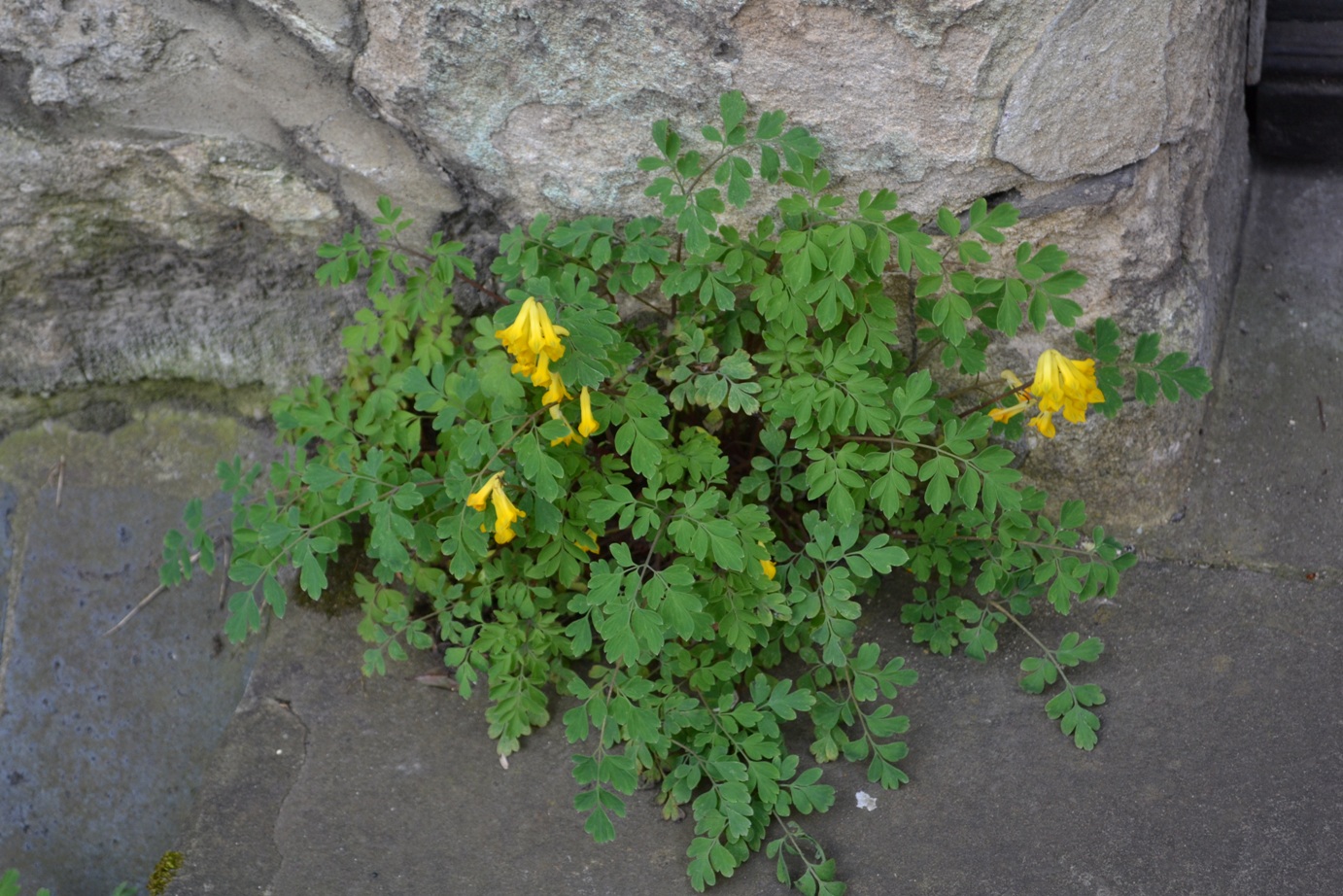 Walks among Flowers: Oxfordshire: Oxford Centre to Iffley: Fritillary ...
