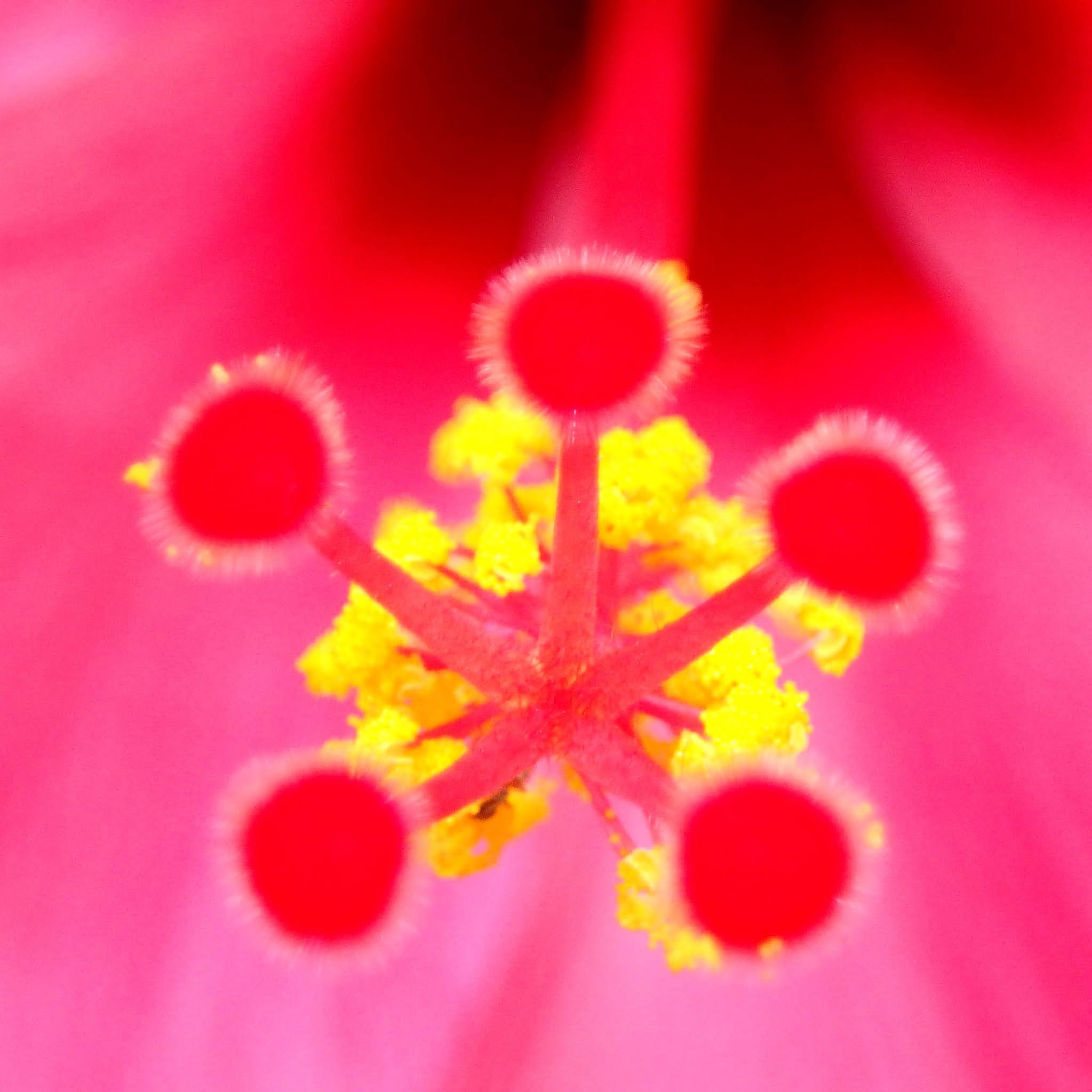 ~: Hibiscus Flower Stigma Close Up View