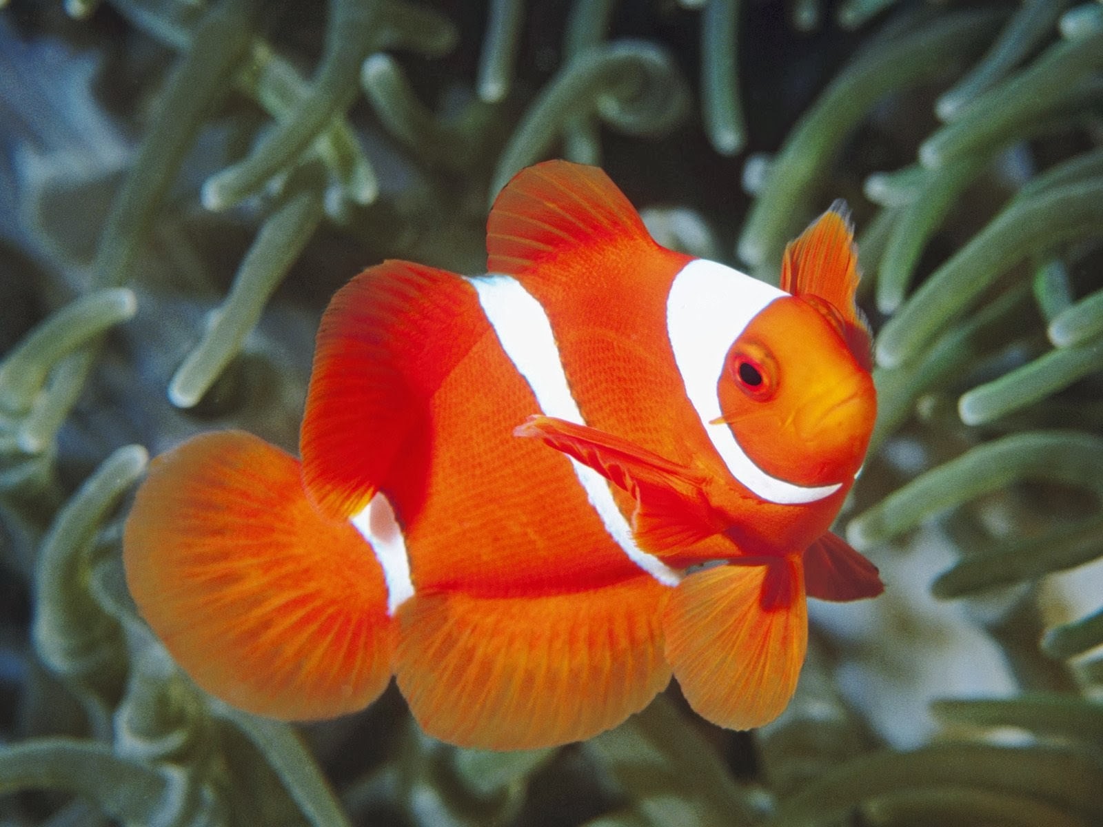 Sea Animals ~ Awesome Wallpapers
