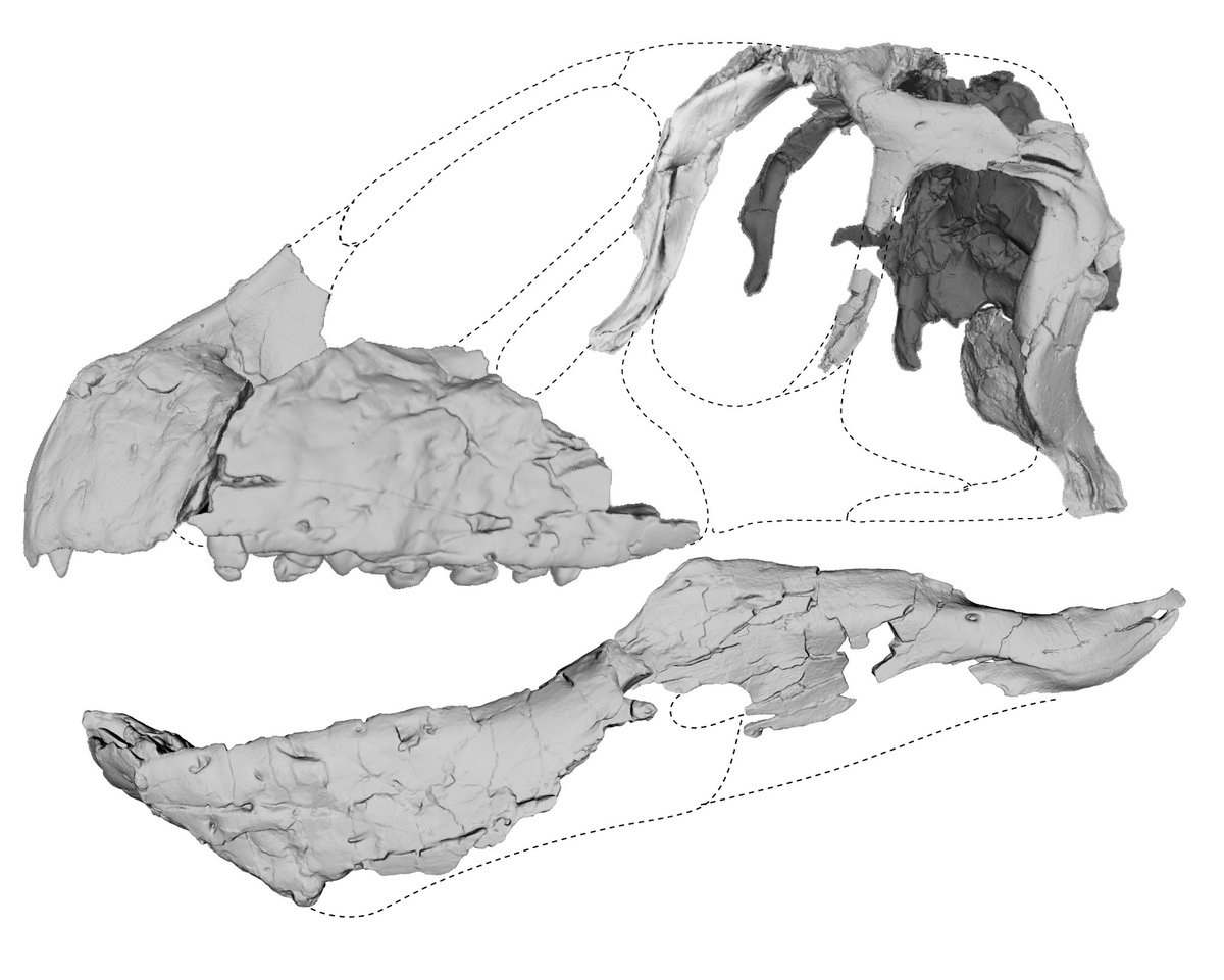 Species New to Science: [Paleontology • 2020] Bagualia alba ...