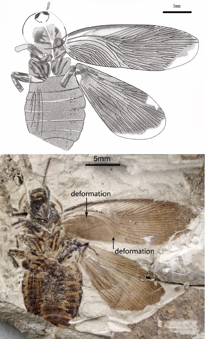 Sciency Thoughts: A fossil Cockroach from the Early Cretaceous Yixian ...