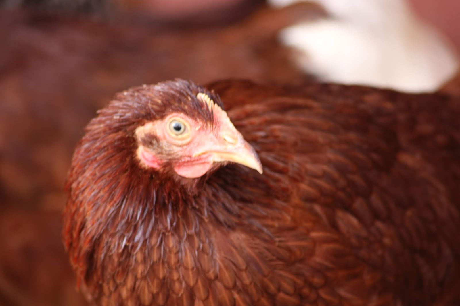 Chicken Scratch Poultry