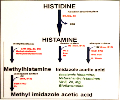 Dr. David Jernigan, Biologix Center: Histamine and Mast Cells: Issues ...