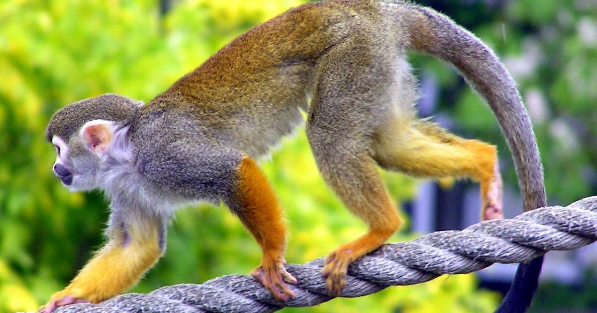 The Happy Homunculus: The Axiom of Awesomeness