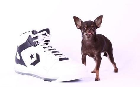 Miracle Milly Named World's Smallest Dog