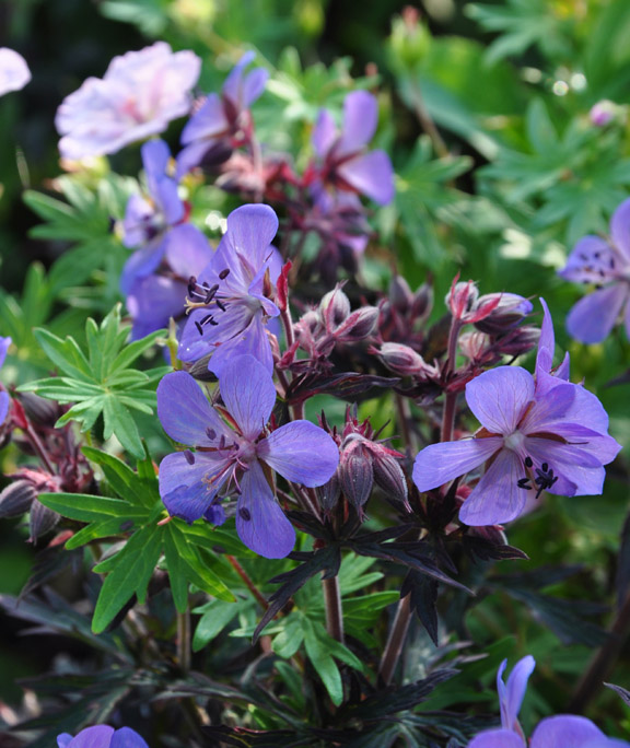 Three Dogs in a Garden: July 2012