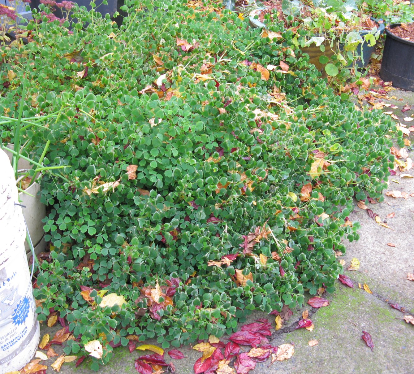 Really Random Garden