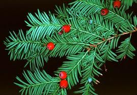 CIK-Cikashmir: Taxus baccata,Himalayan Yew, seedlings,Taxus baccata ...