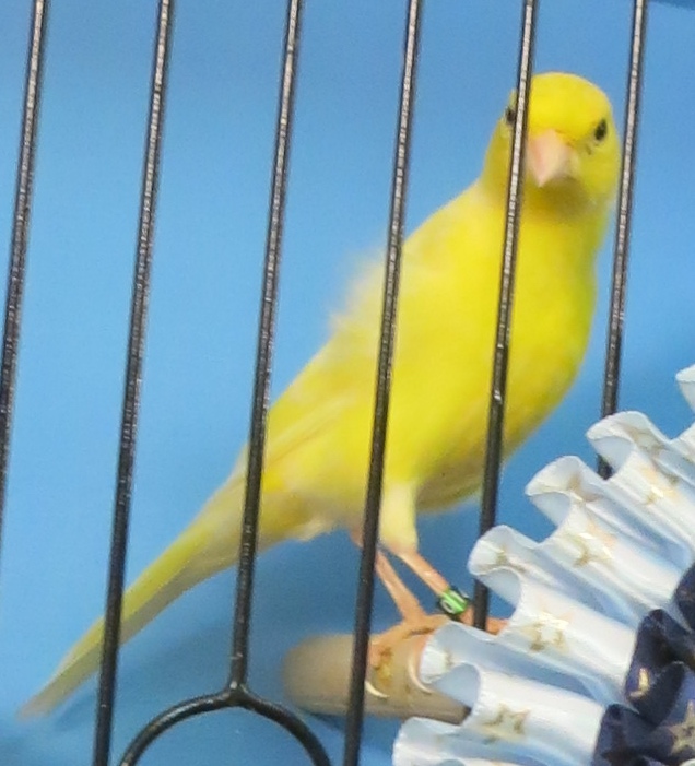 Canary Tales: 2015 First US Irish Fancy National Florida