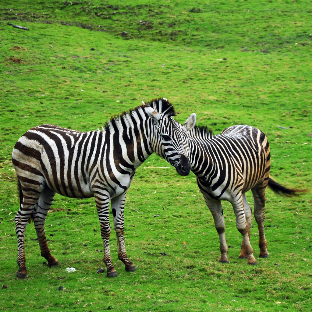 2 in 1 Zebra