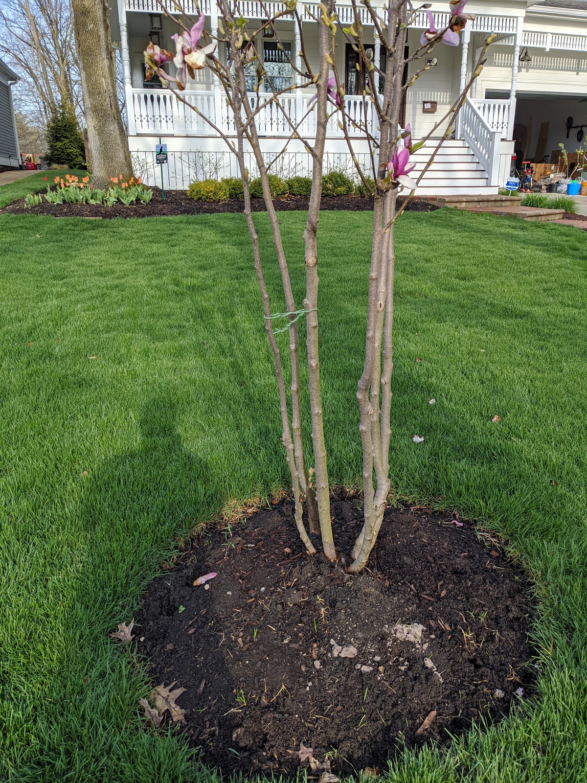 Before/After: Cocoa Bean Shell Mulch Around Saucer Magnolia Tree