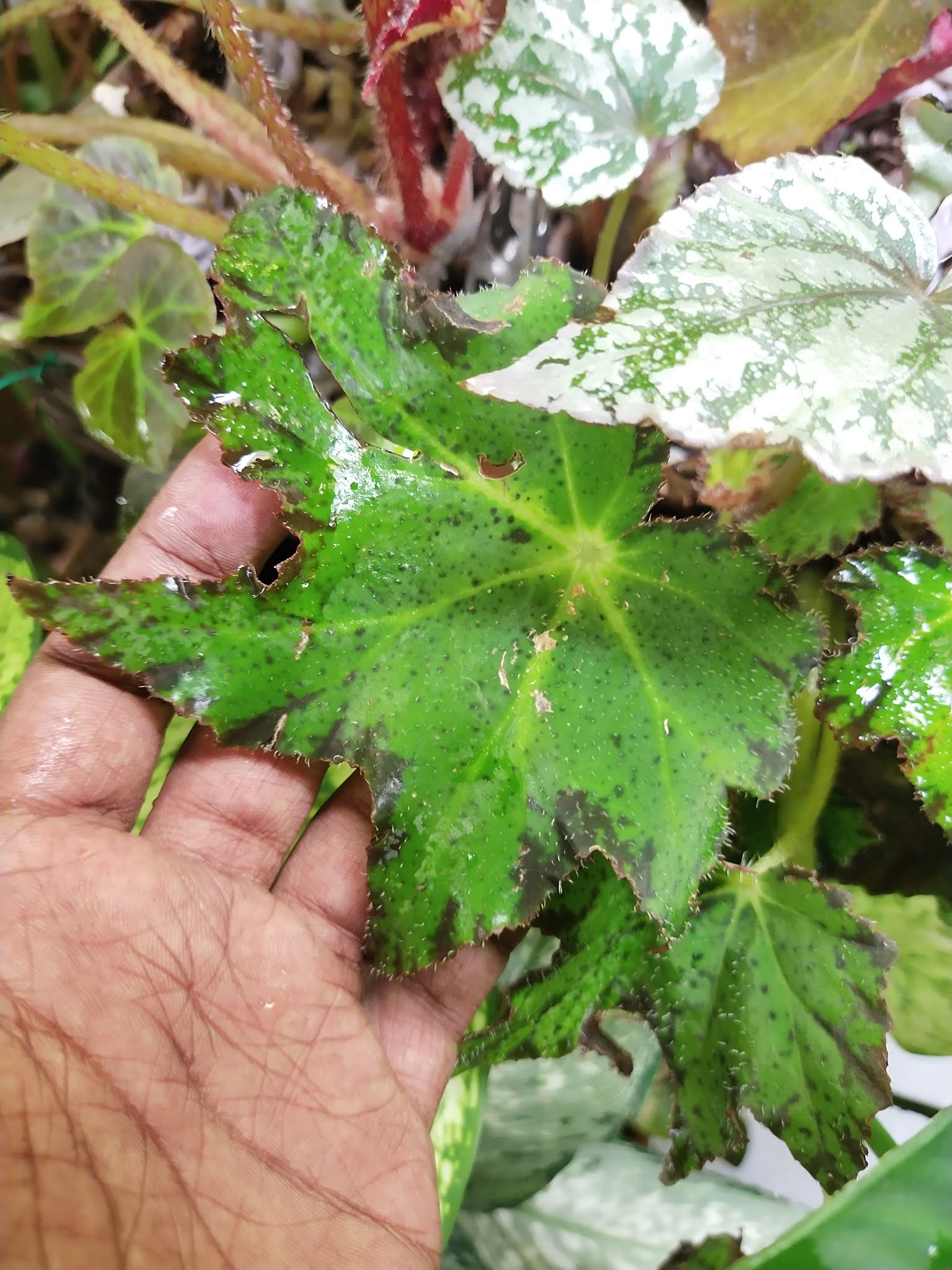 Garden Chronicles of James David: Star Begonia - Begonia heracleifolia ...