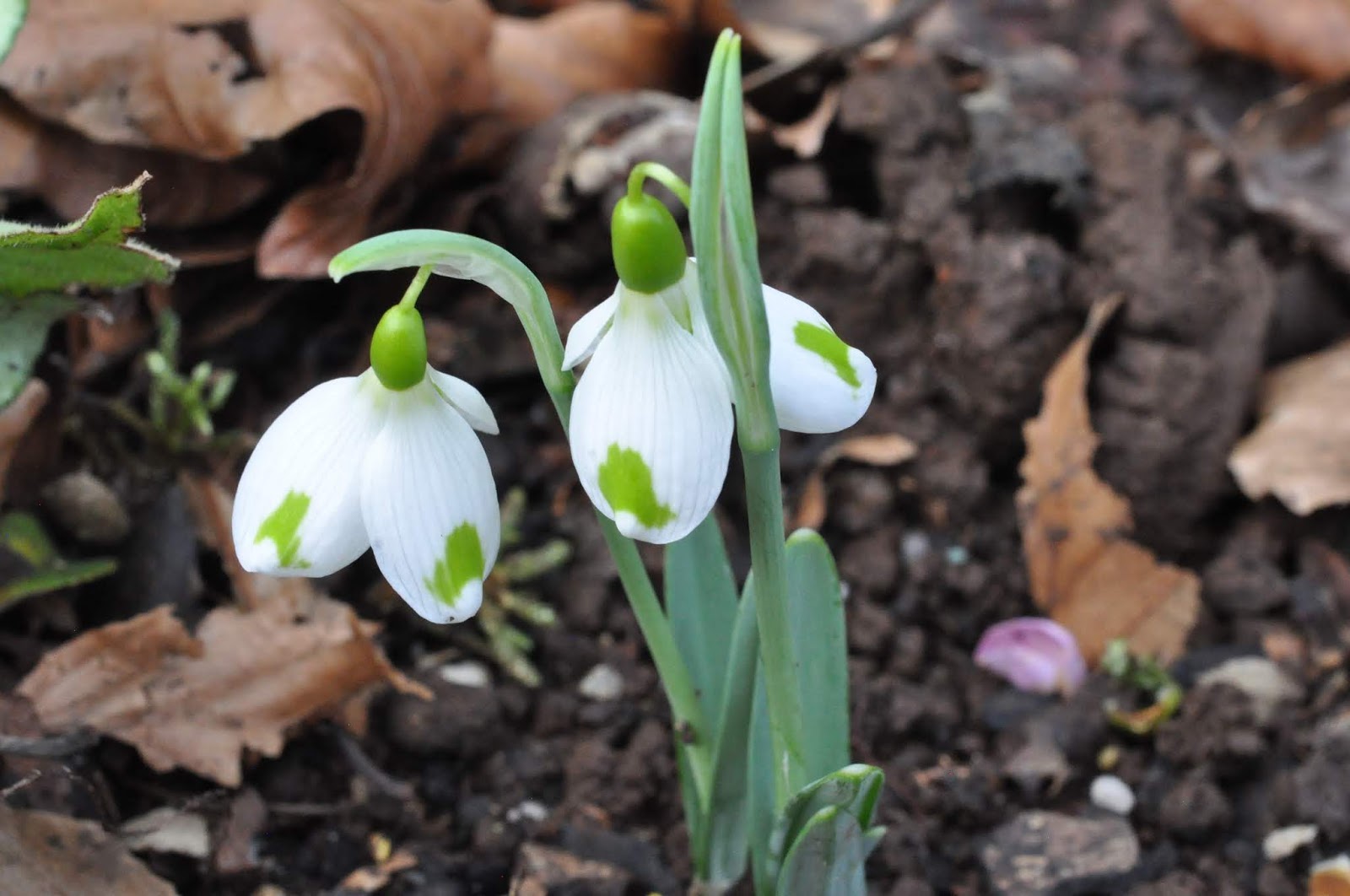 Alpine Garden Society Victorian Group: GALANTHUS.