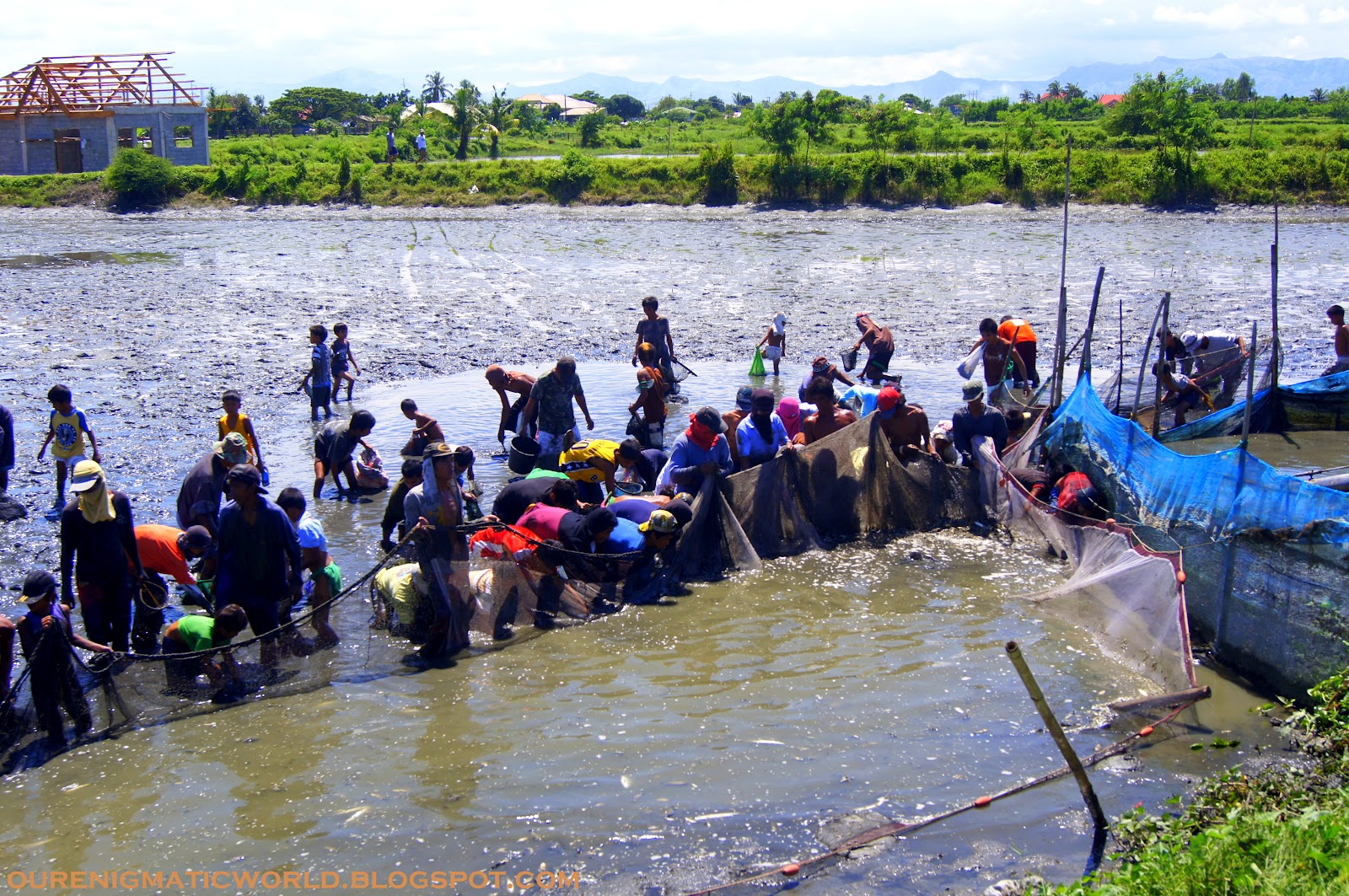 Our Enigmatic World: Fish Harvesting in Pangasinan