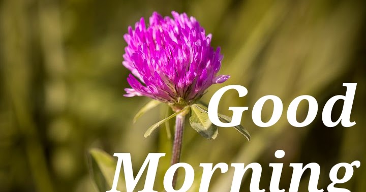 Top 10 Good Morning Images greating Pictures,Photos for Whatsapp - Good ...