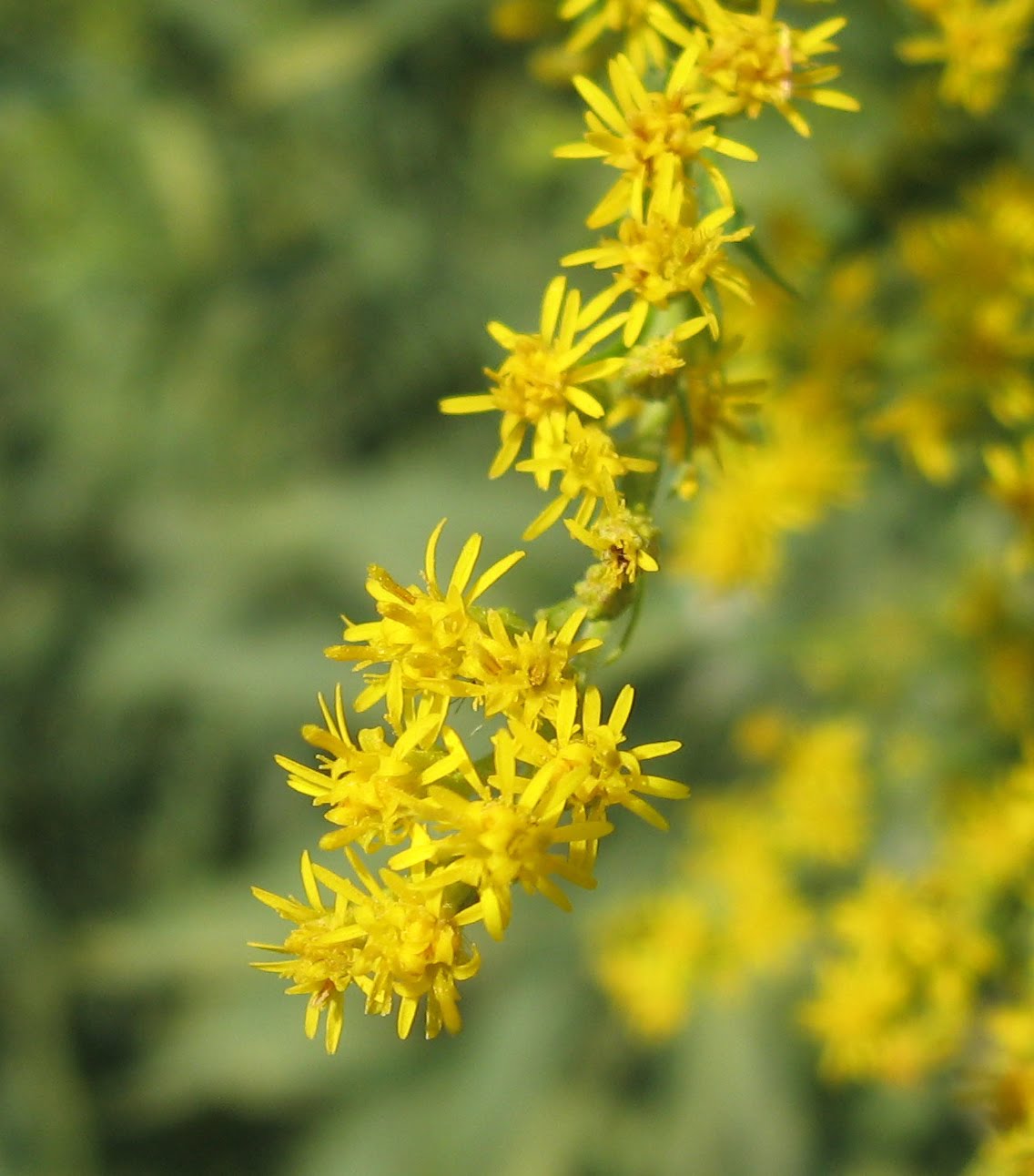 Tangled Web: Getting a Grip on Goldenrods