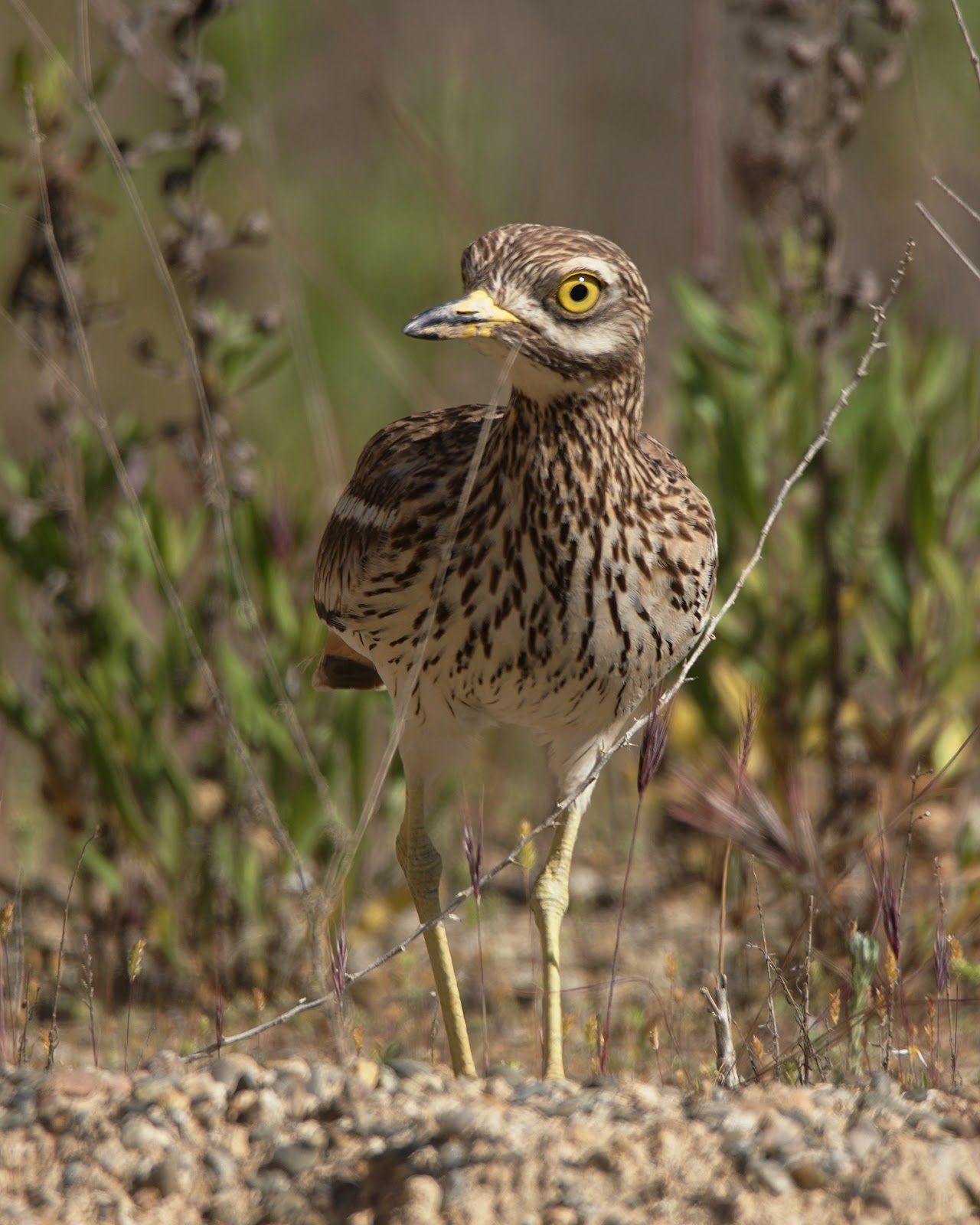 Pasión por las aves: Alcaraván común,(Burhinus oedicnemus)