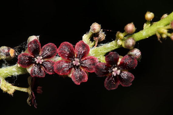 Trigonostemon heteranthus Wight