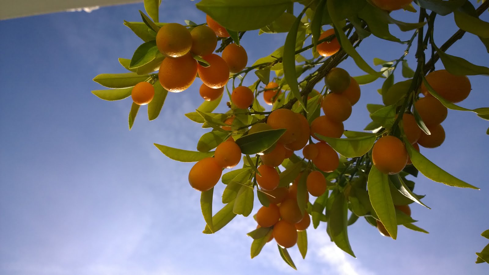 Guloso qb: Kumquats, um fruto maravilhoso