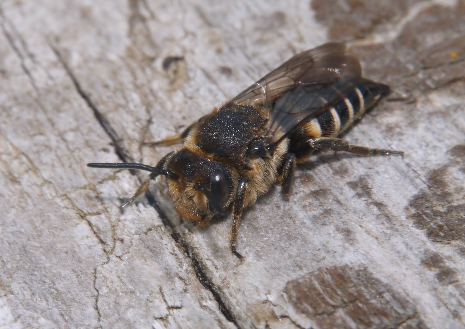 Northwest Norfolk Naturalists: Sharp-tailed Bee and its Leafcutter Bee host