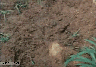 Amazing Images: Frog Eat Frog Funny Animation Gif