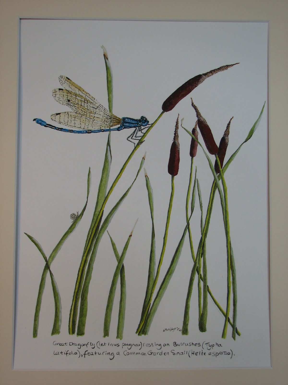 Cath Hodsman - Wildlife and Natural History Artist: Cath Hodsman ...