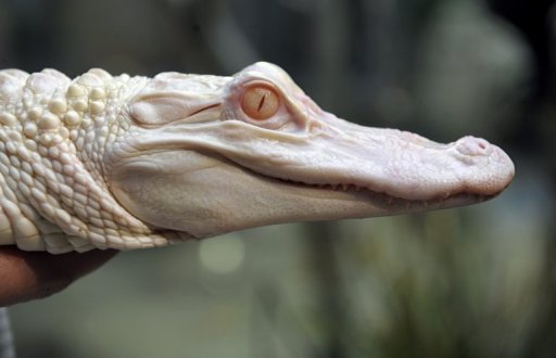 White Wolf : An extremely rare albino alligator is taking up residence ...