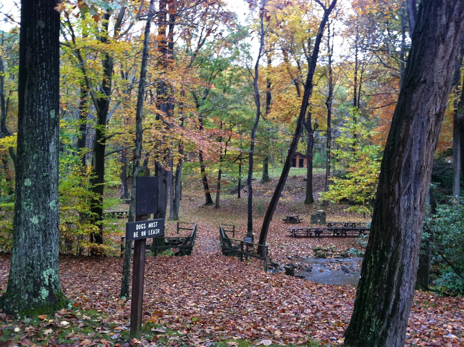 Snow and Jaggers: Forbes State Forest: Lick Hollow