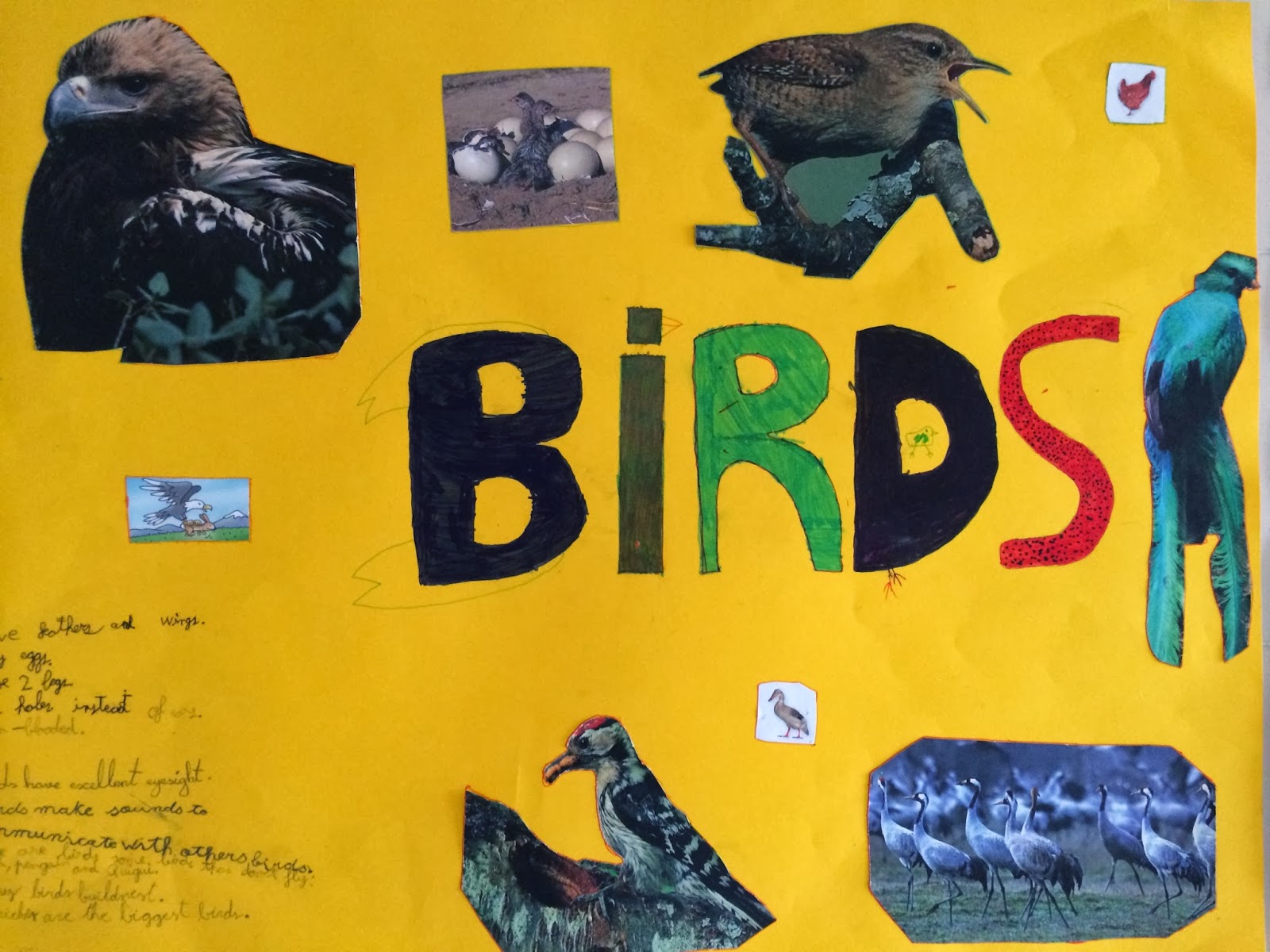 The English Cubby: Vertebrates posters