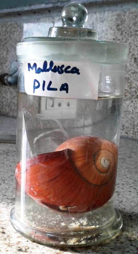 Natural History Museum - Forman Christian College: Phylum Mollusca ...